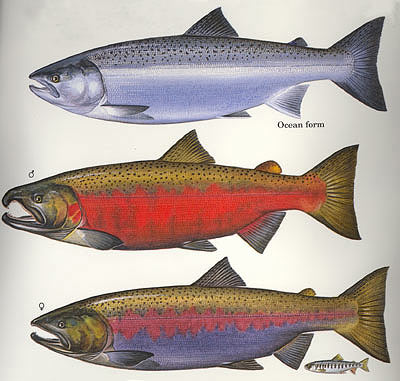 The COHO SALMON -- survives in salt water or fresh water