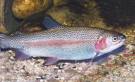 THE RAINBOW TROUT - A FLY FISHERS NUMBER ONE TARGET